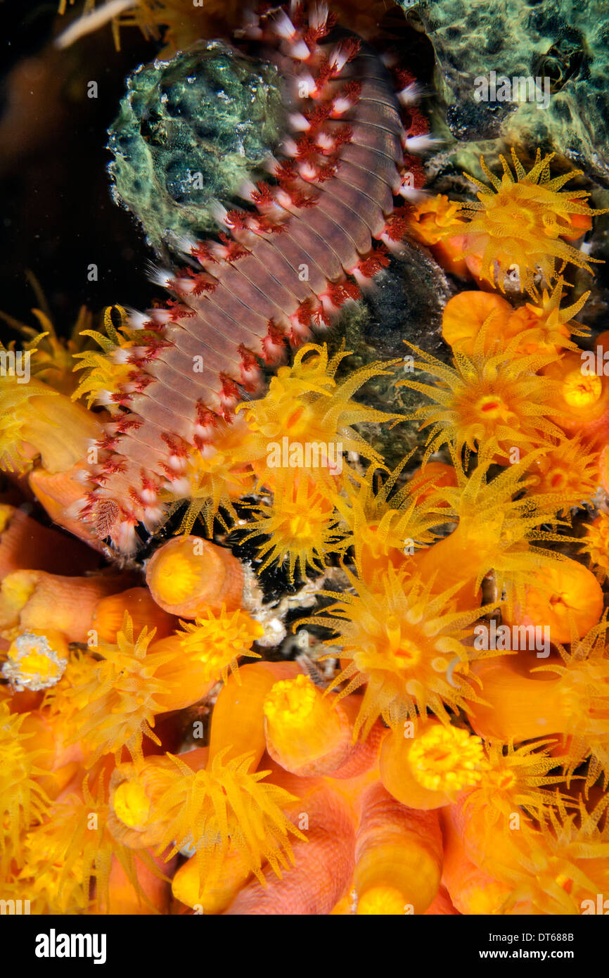 Bearded fireworm hi-res stock photography and images - Alamy