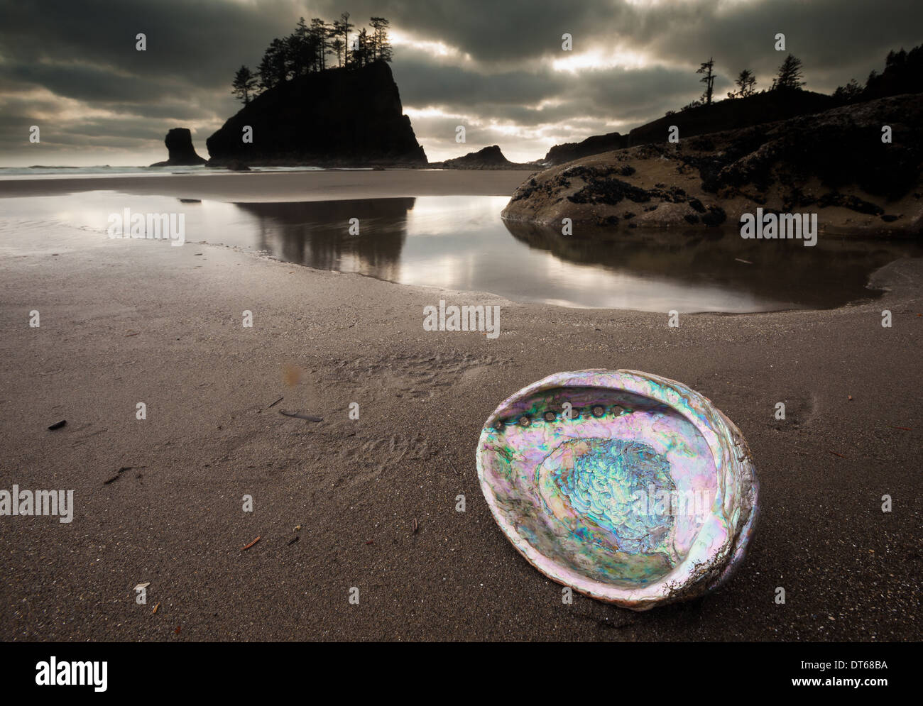 An abalone shell on Second beach, Olympic National Park, Washington ...
