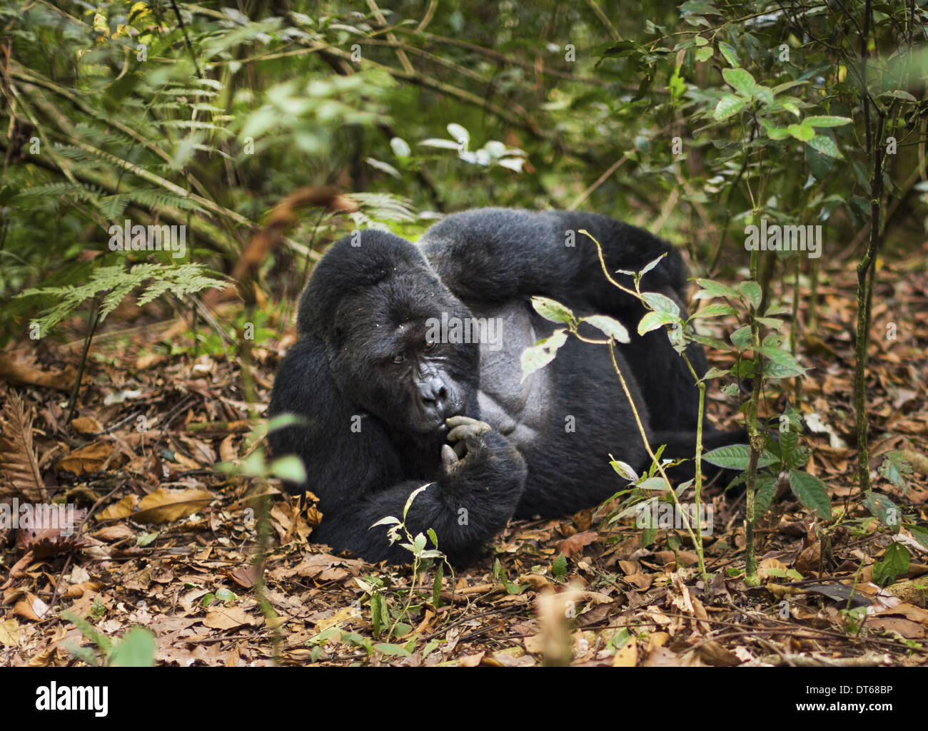 Mountain gorilla, Volcanoes National Park, Rwanda Stock Photo - Alamy