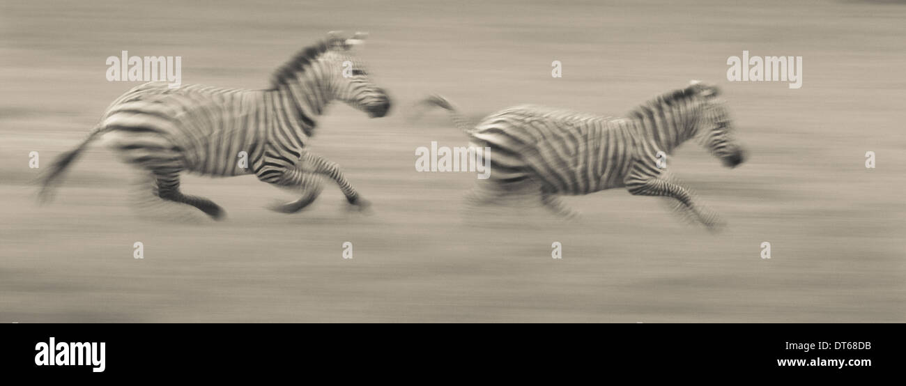 Two plains zebras racing across the ground in Ngorongoro Conservation ...