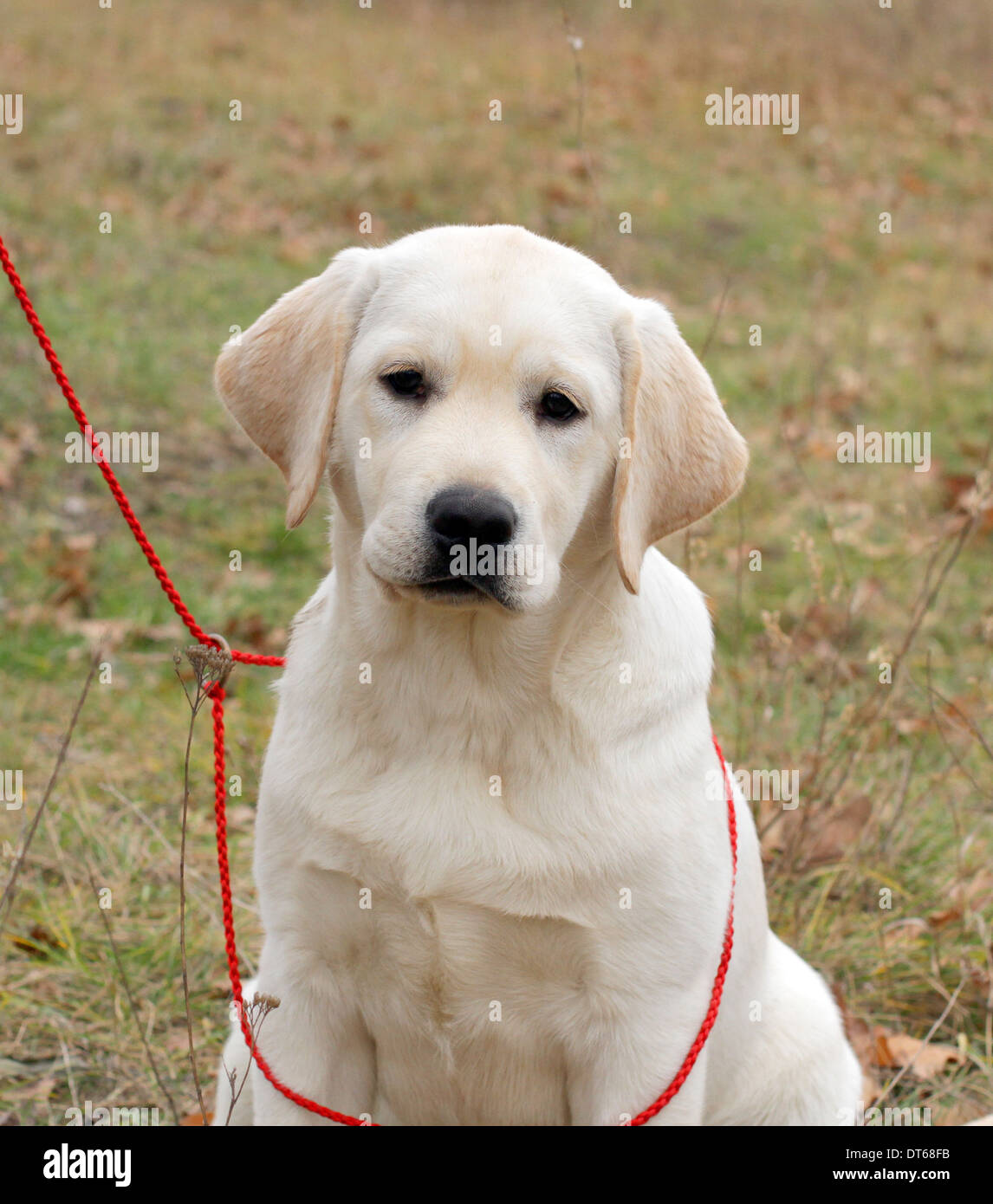 happy yellow labrador puppy portrait Stock Photo - Alamy
