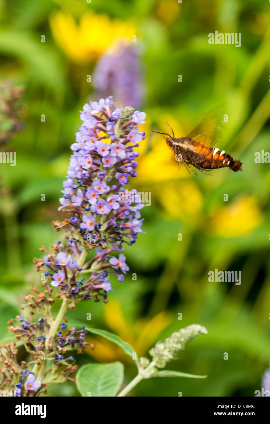 Hummingbird clearwing sphinx moth hi-res stock photography and images ...