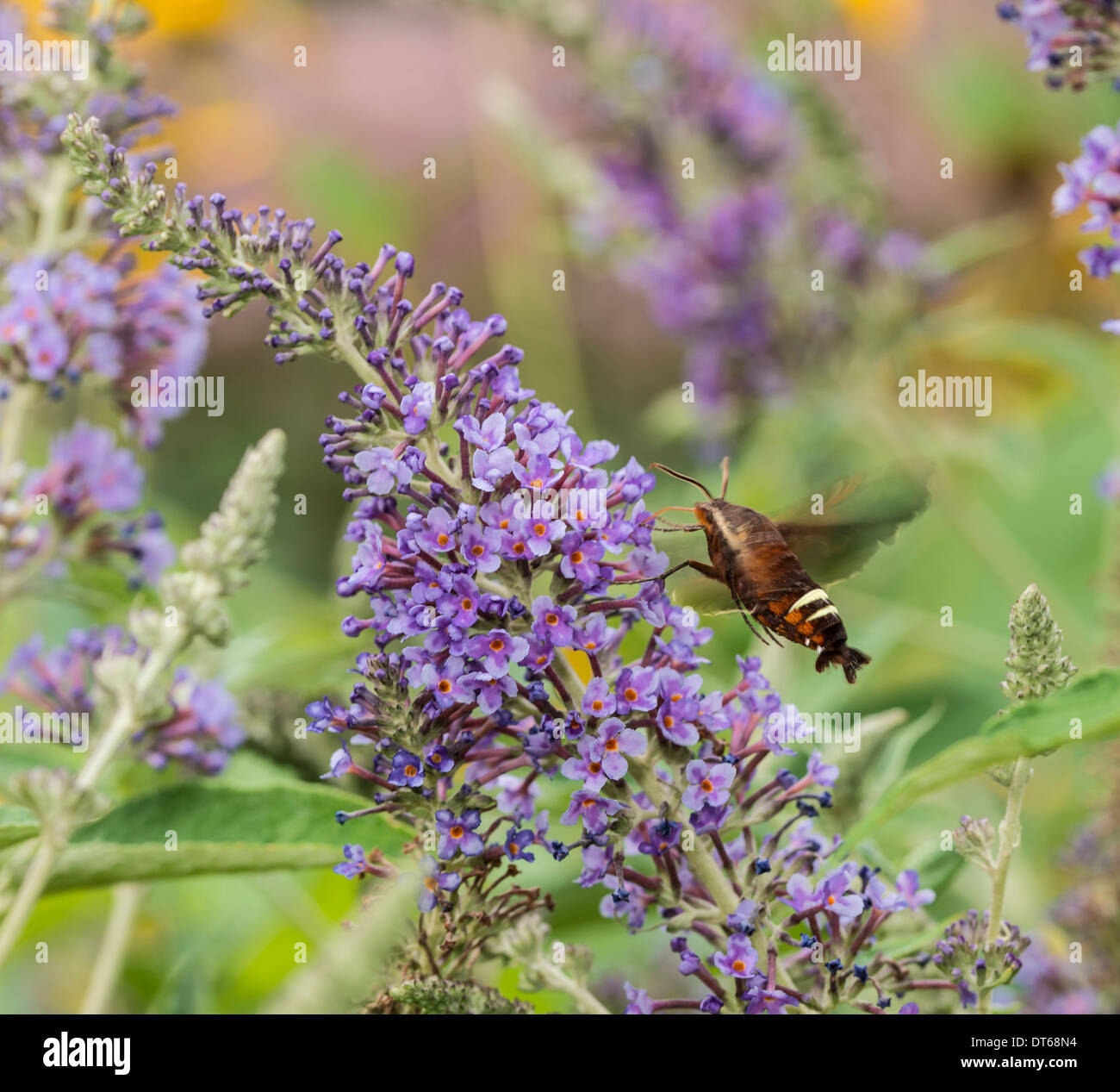 Hemaris is a genus of sphinx moths, consisting of about 17 species ...