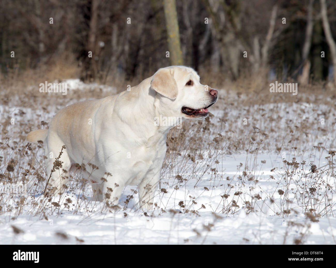 Golden labrador in snow hi-res stock photography and images - Alamy