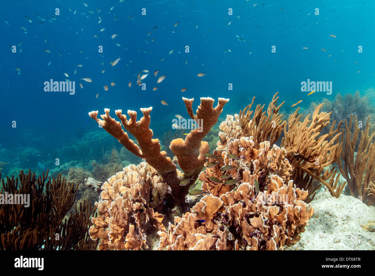 Bonaire coral reef elkhorn hi-res stock photography and images - Alamy