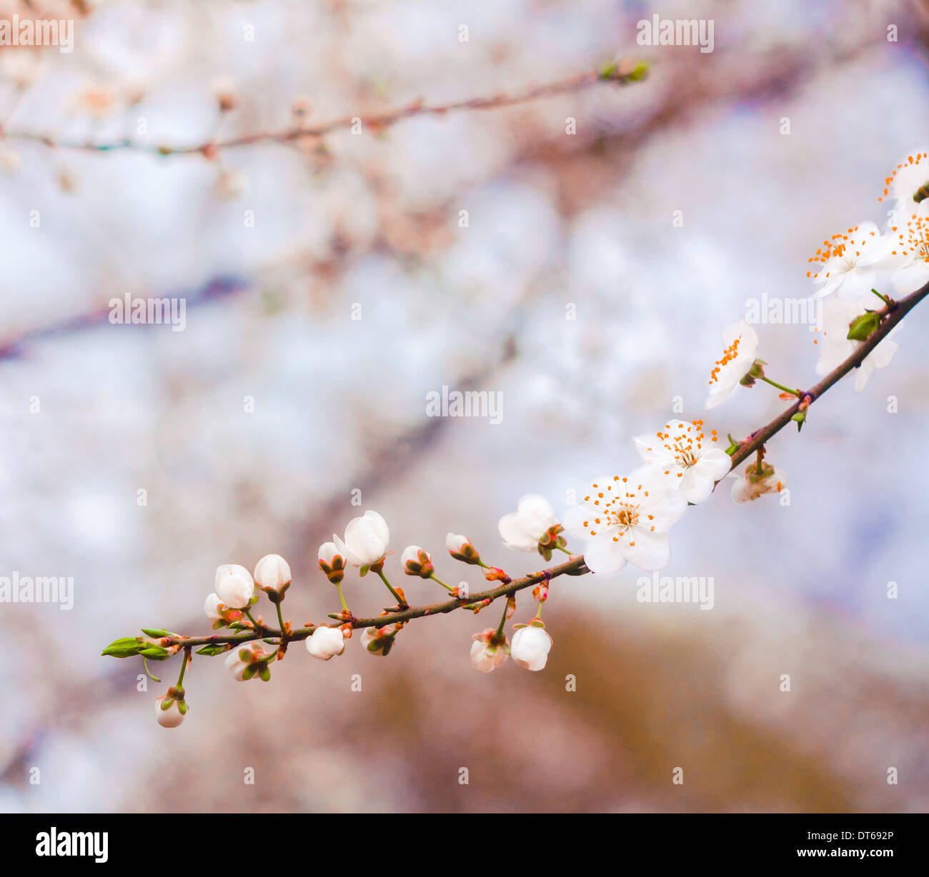 Spring Blooming Flowers Branch Stock Photo - Alamy