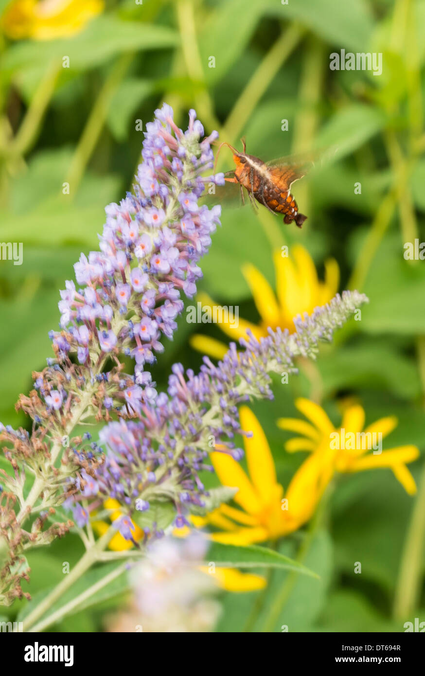 Hummingbird clearwing sphinx moth hi-res stock photography and images ...