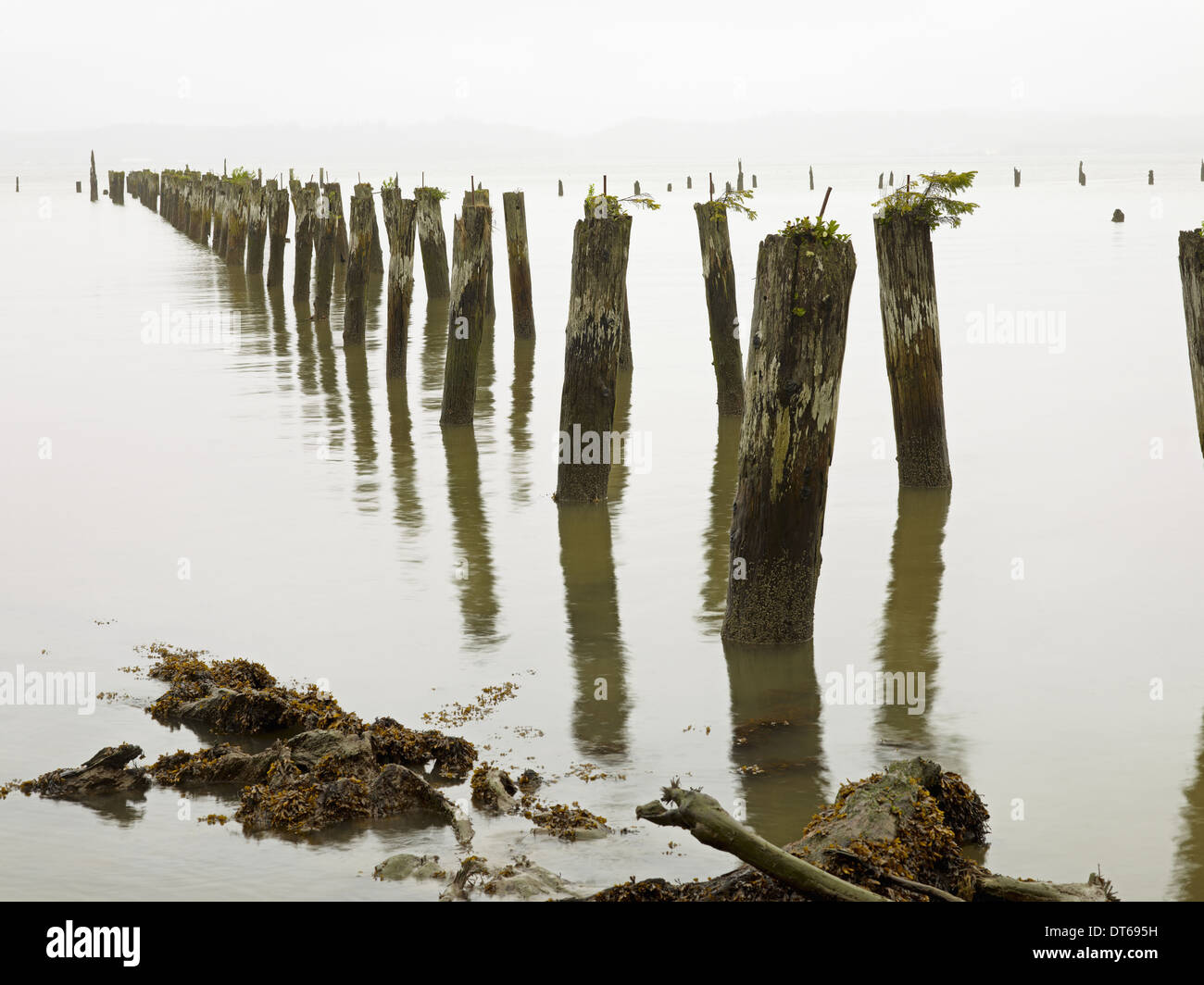 Wood Pilings High Resolution Stock Photography and Images - Alamy