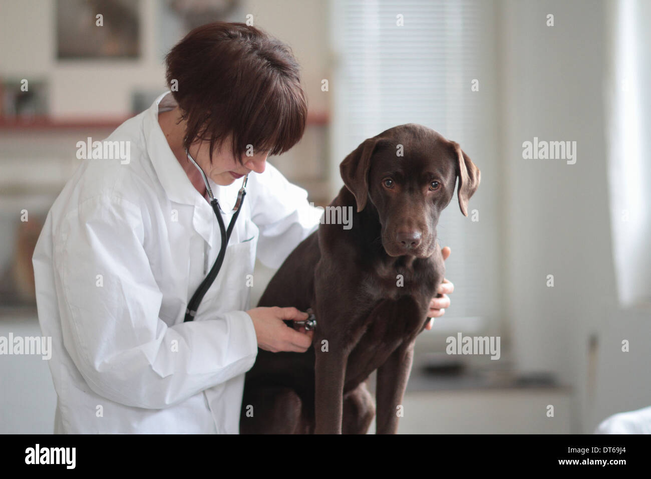 Female veterinarian listening to dogs chest through stethoscope Stock ...