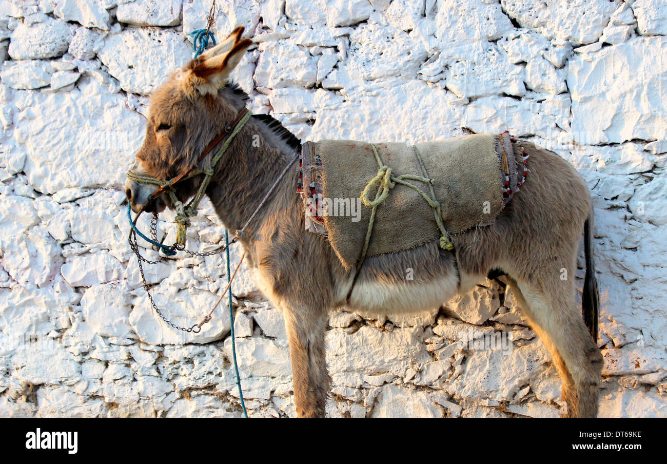 Mexico donkey hi-res stock photography and images - Alamy