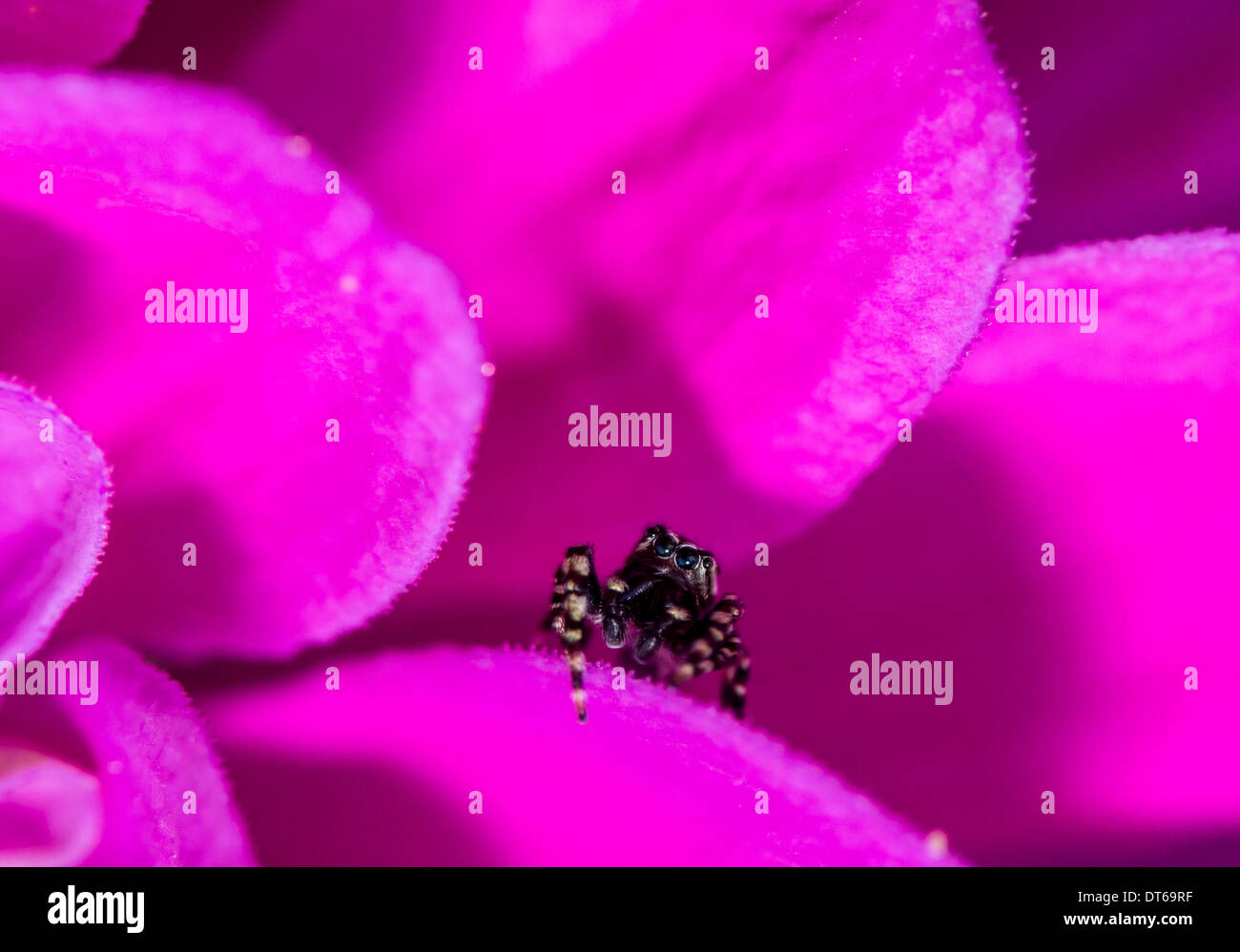 The jumping spider family (Salticidae) contains more than 500 described ...