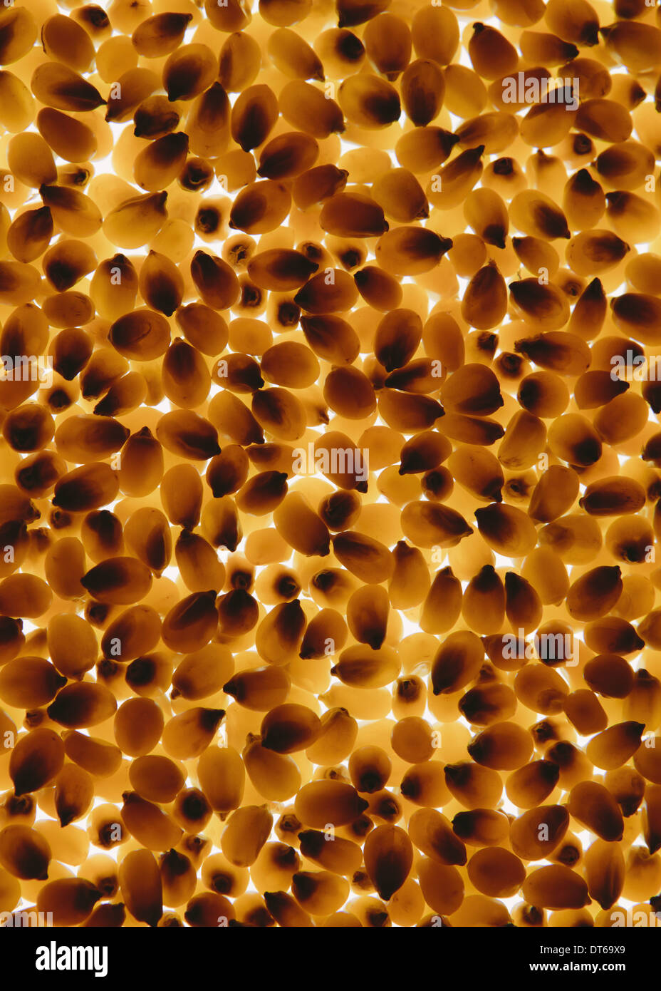 Organic popcorn kernels Stock Photo - Alamy