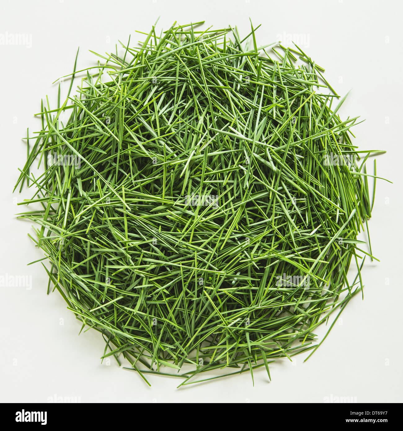 Wheatgrass hi-res stock photography and images - Alamy
