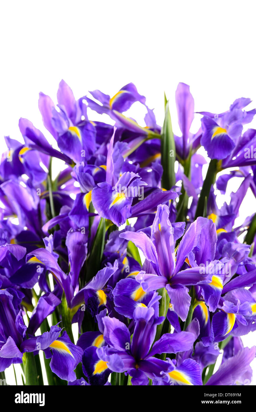 Spring flowers blue iris on white background Stock Photo - Alamy