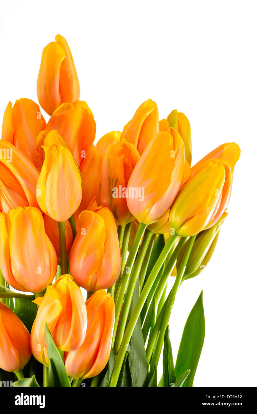 Spring flowers yellow and orange tulips isolated on white Stock Photo ...