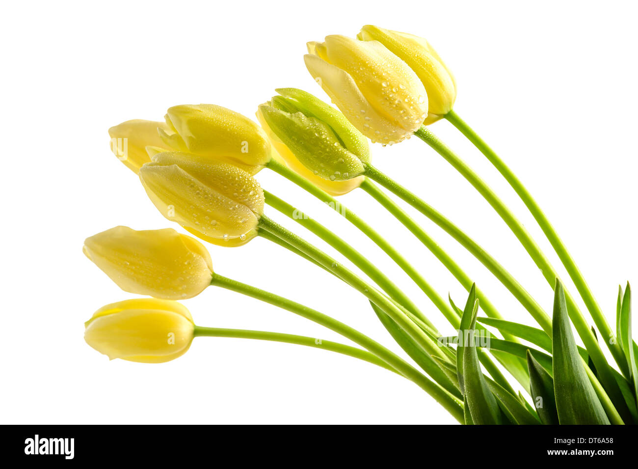 Long stalk hi-res stock photography and images - Alamy