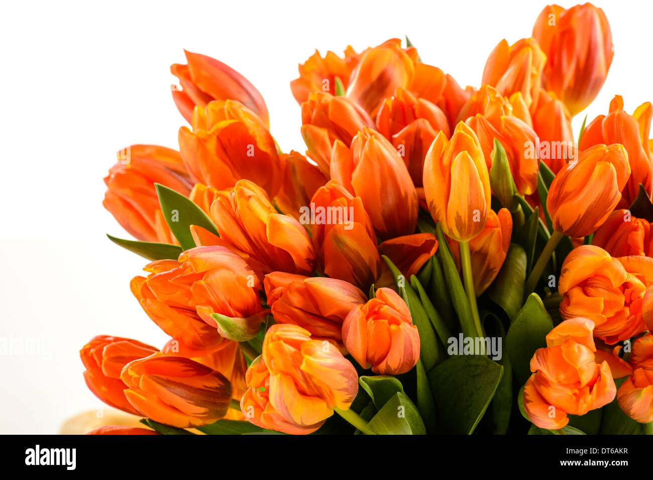 Bunch of spring tulip flowers hi-res stock photography and images - Alamy