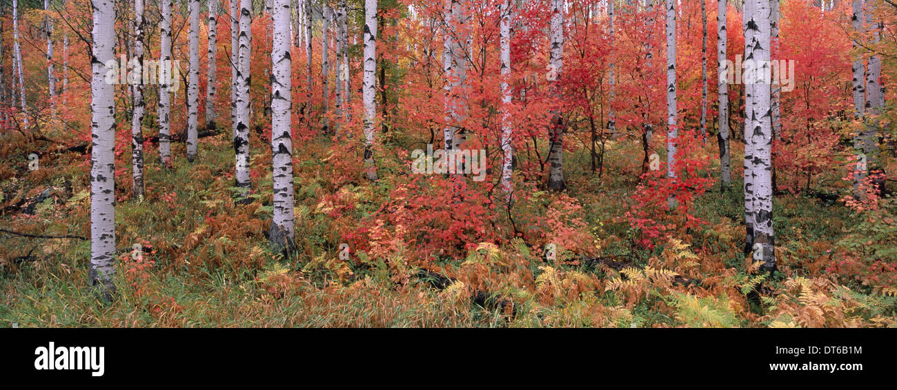 The Wasatch Mountain forest of maple and aspen trees, with autumn ...