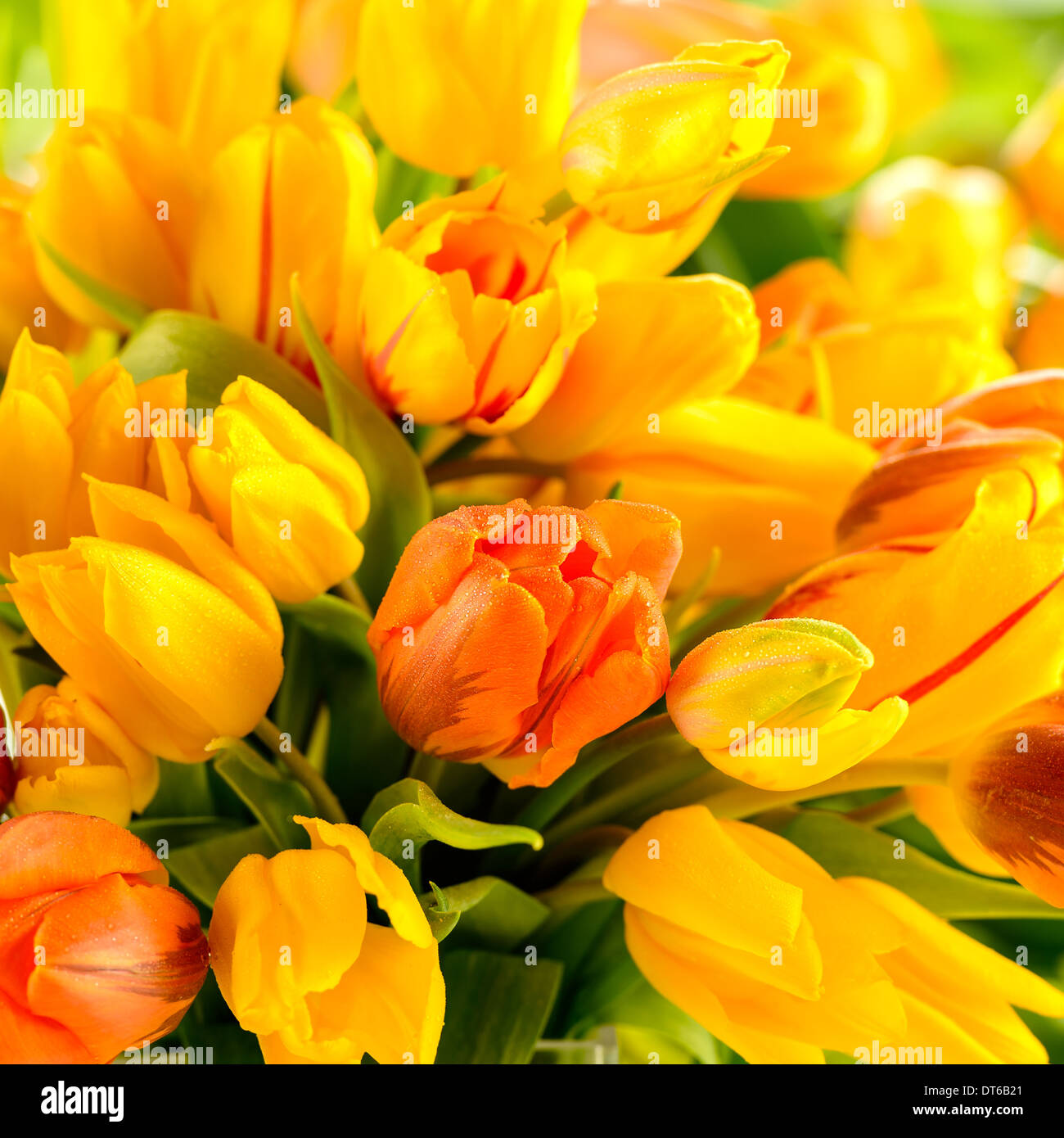 Bunch of spring tulip flowers hi-res stock photography and images - Alamy