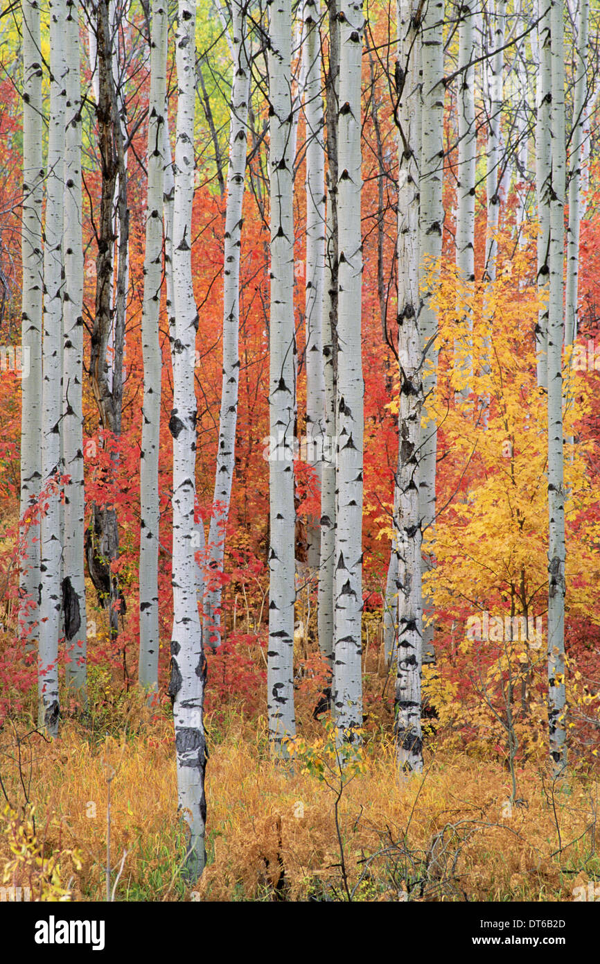 A forest of aspen and maple trees in the Wasatch mountains, with ...