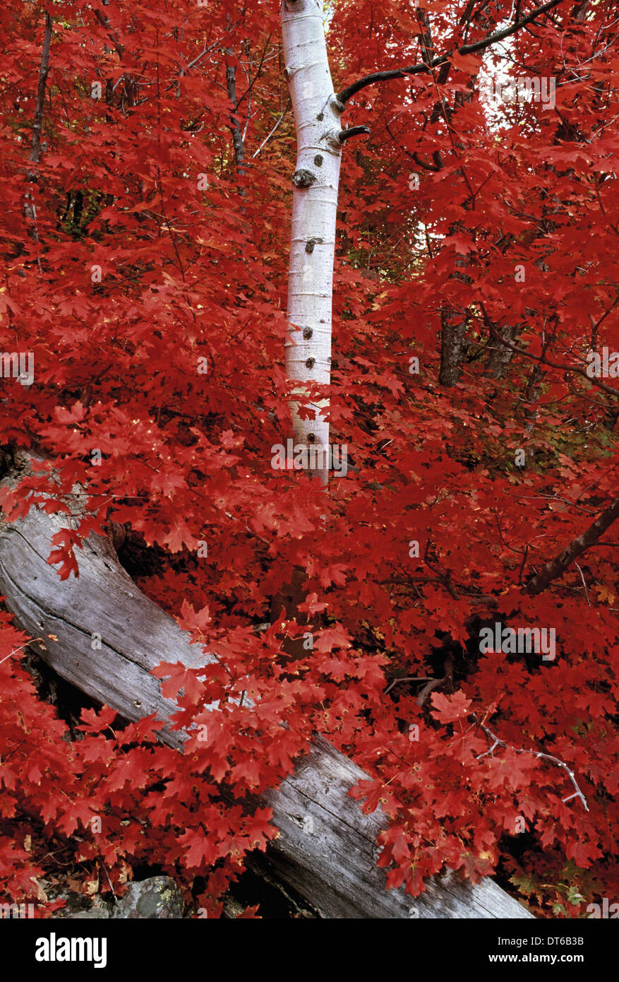 Rocky mountain maple trees and the white bark of aspens in the Wasatch ...