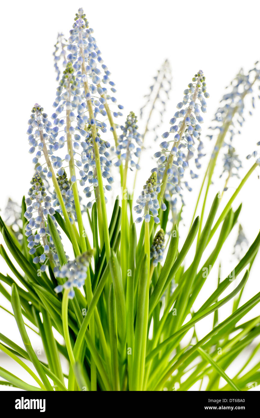 Grape hyacinth blue spring flower potted plant on white background ...