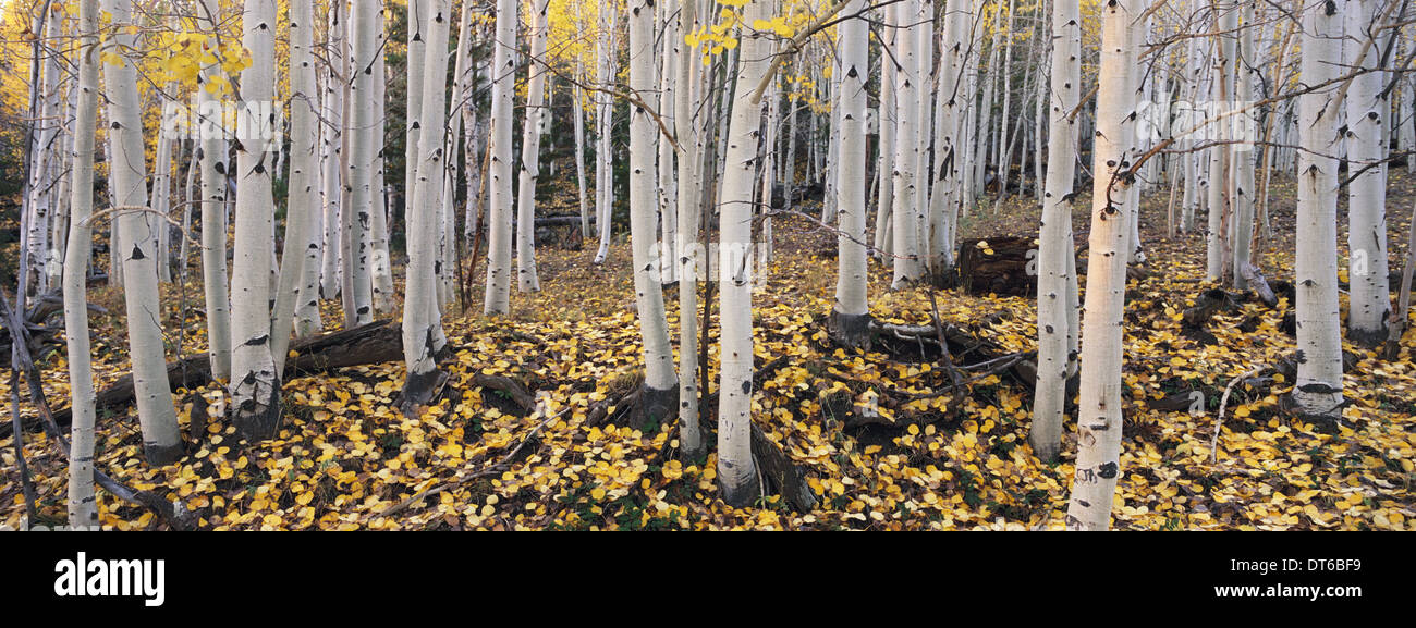 Quaking aspen tree hi-res stock photography and images - Alamy