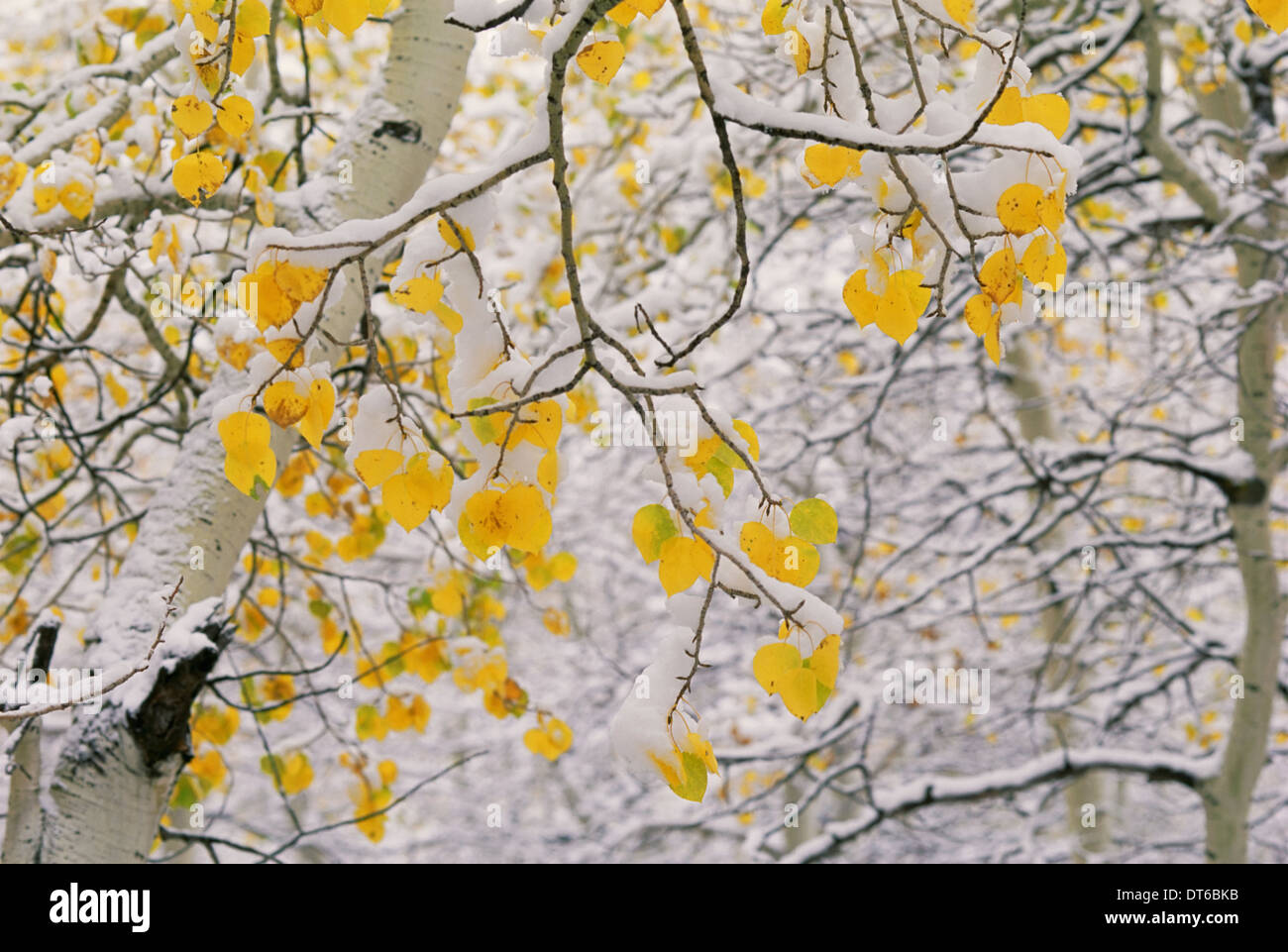 Cottonwood tree leaf hi-res stock photography and images - Alamy
