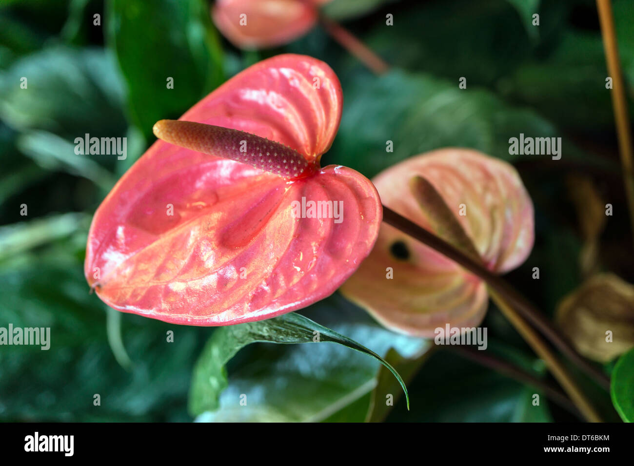 Hawaii flamingo hi-res stock photography and images - Alamy