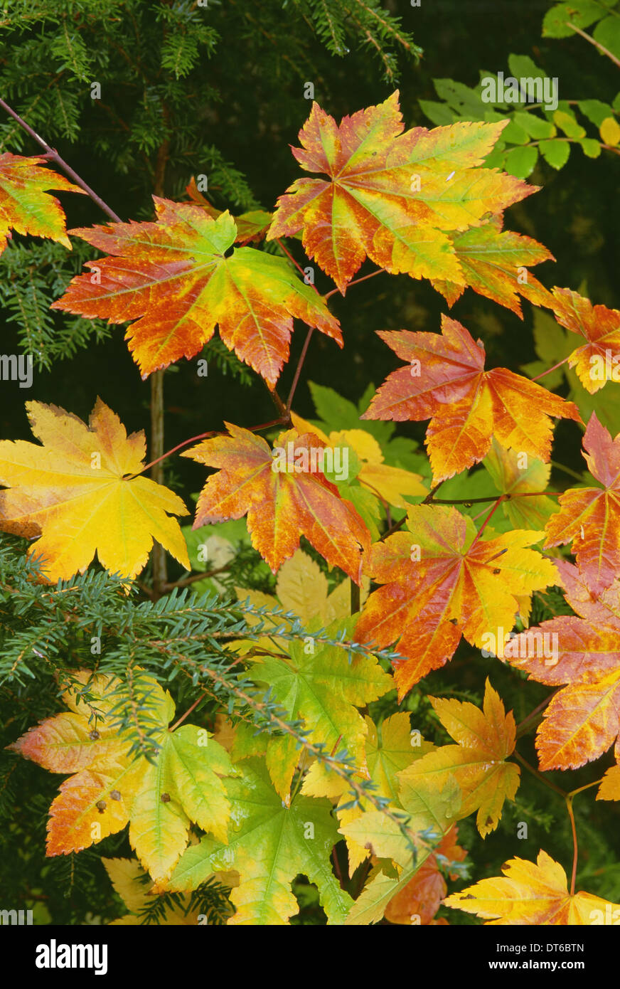 Vine maple hi-res stock photography and images - Alamy