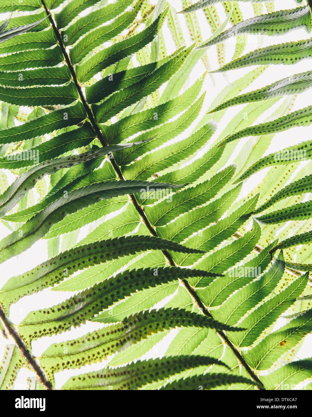 Sword fern hi-res stock photography and images - Alamy
