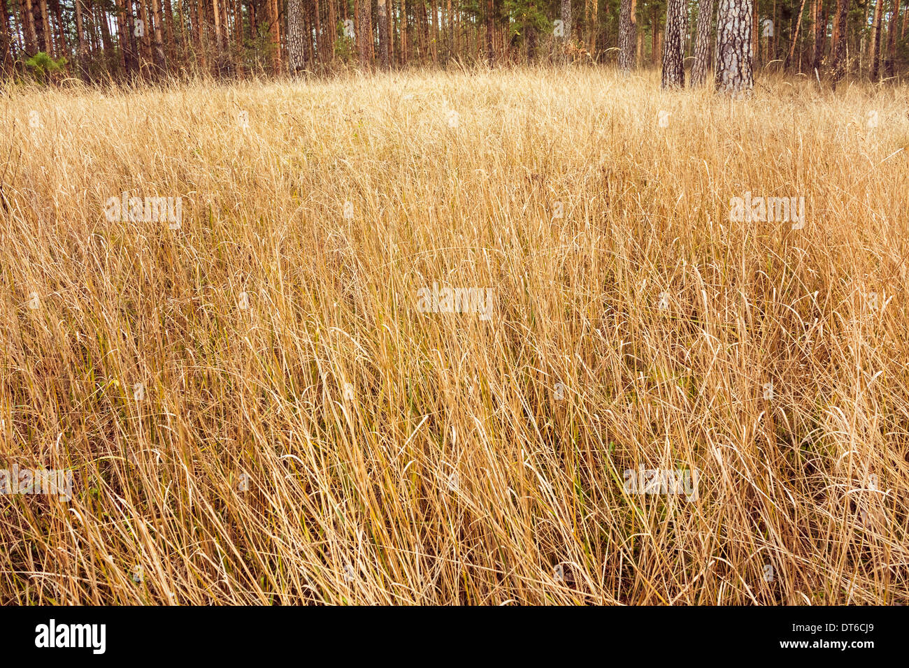 Dry Yellow Grass In Autumn Forest. Russian Nature Fall Landscape ...