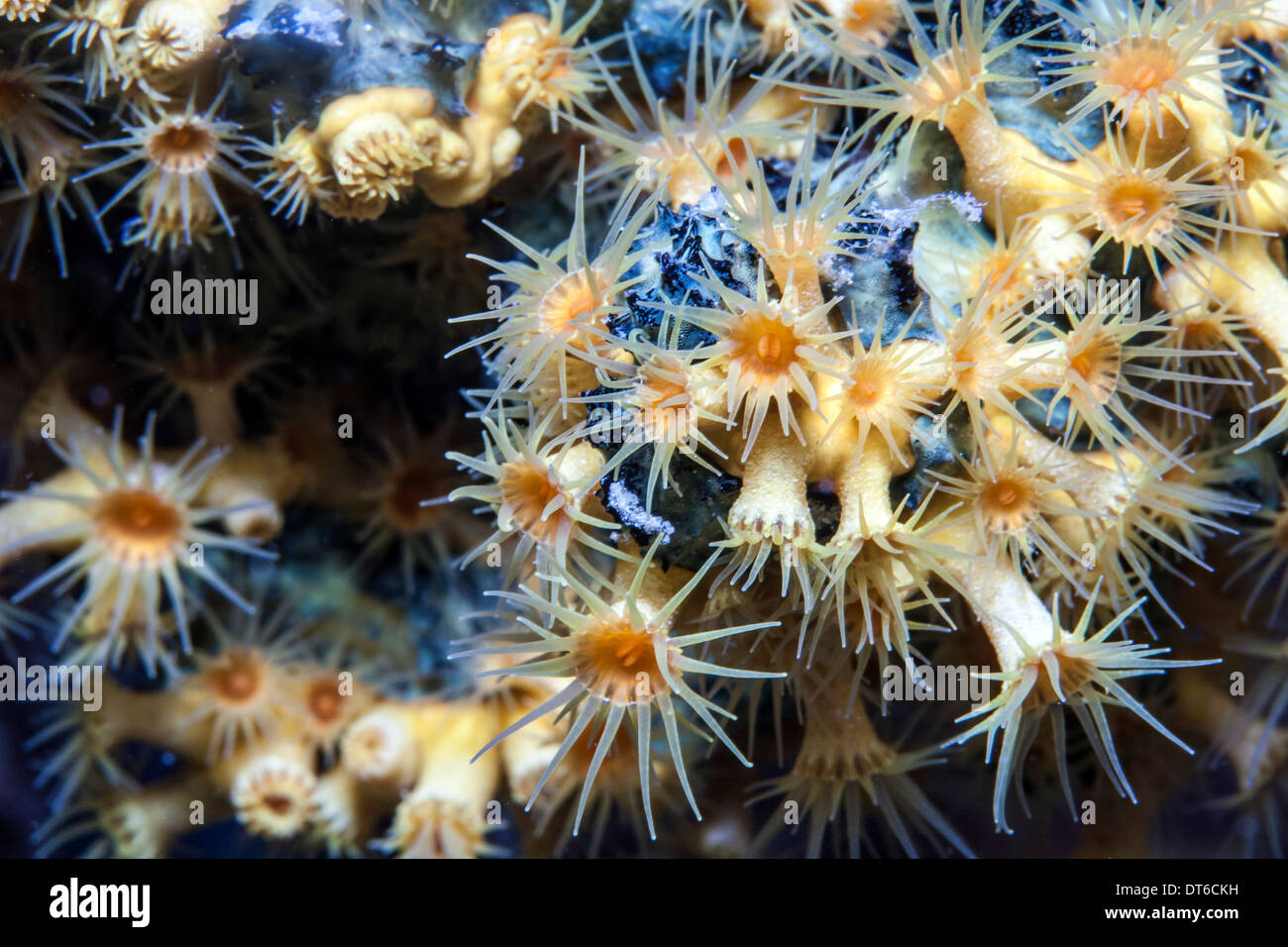 Phylum porifera hi-res stock photography and images - Alamy