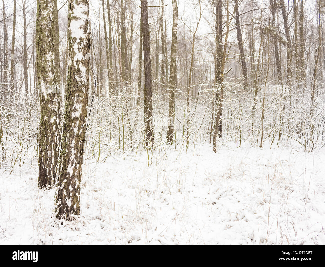 Birch forest in russia hi-res stock photography and images - Alamy