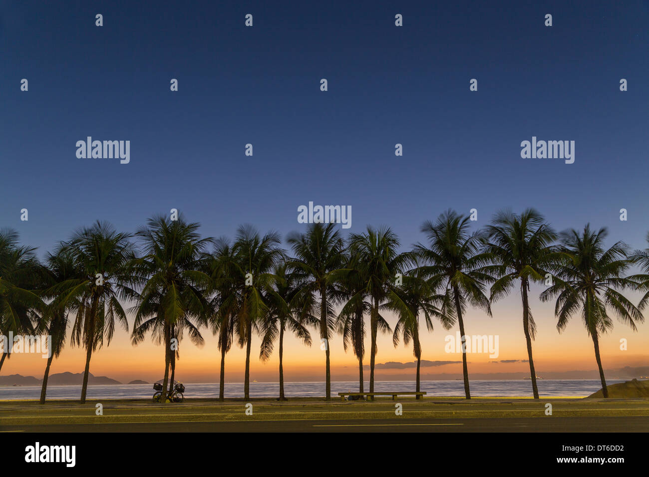 Row of palm trees hi-res stock photography and images - Alamy