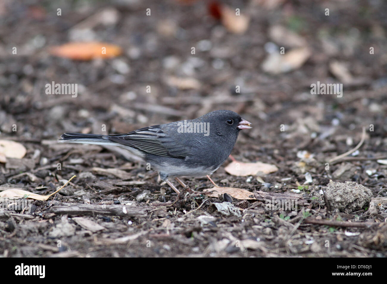 Junco bird hi-res stock photography and images - Alamy