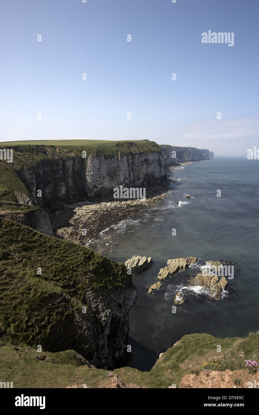 Bempton Cliffs RSPB nature reserve, North Yorkshire, UK Stock Photo - Alamy