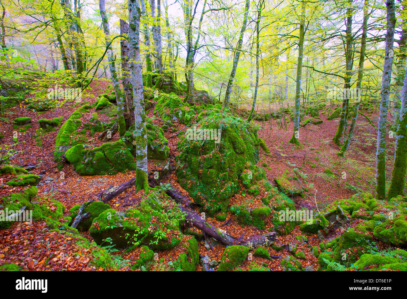 Autumn Selva de Irati fall beech jungle in Navarra Pyrenees of Spain ...