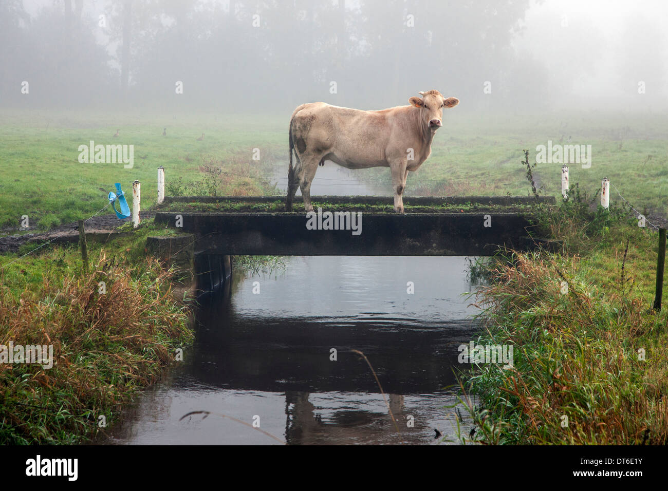 Curious cow on bridge over trench on farmland in polder Stock Photo - Alamy