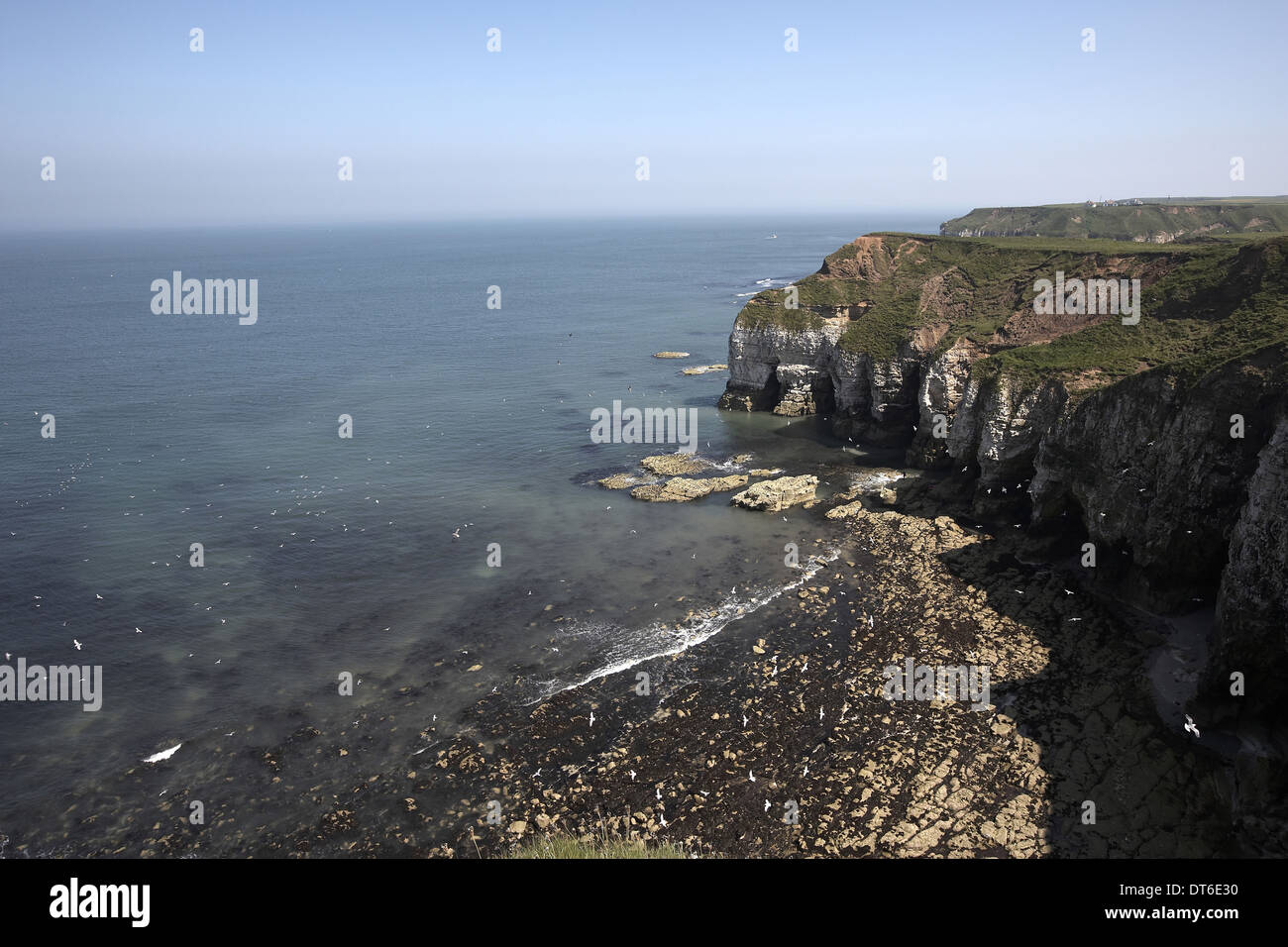 Bempton Cliffs RSPB nature reserve, North Yorkshire, UK Stock Photo - Alamy