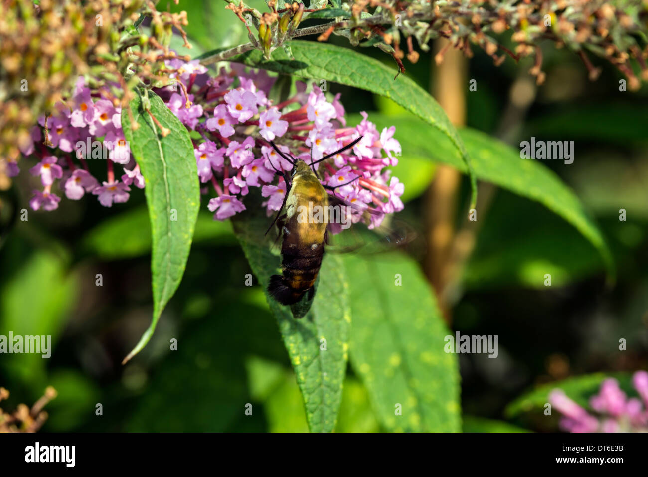 Holarctic species hi-res stock photography and images - Alamy