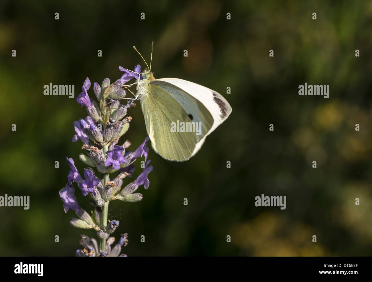 The cabbage butterfly hi-res stock photography and images - Alamy