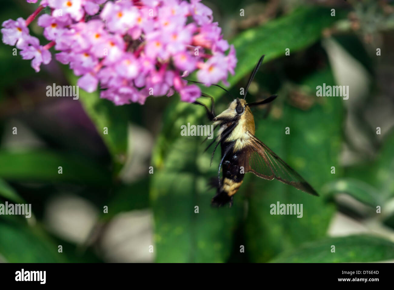 Genus hemaris hi-res stock photography and images - Alamy