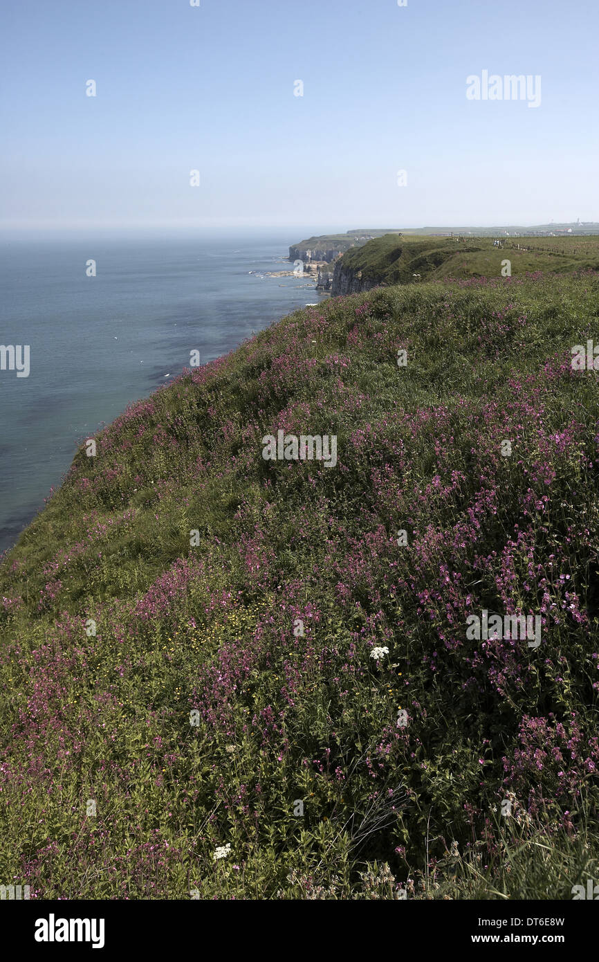 Bempton Cliffs RSPB nature reserve, North Yorkshire, UK Stock Photo - Alamy