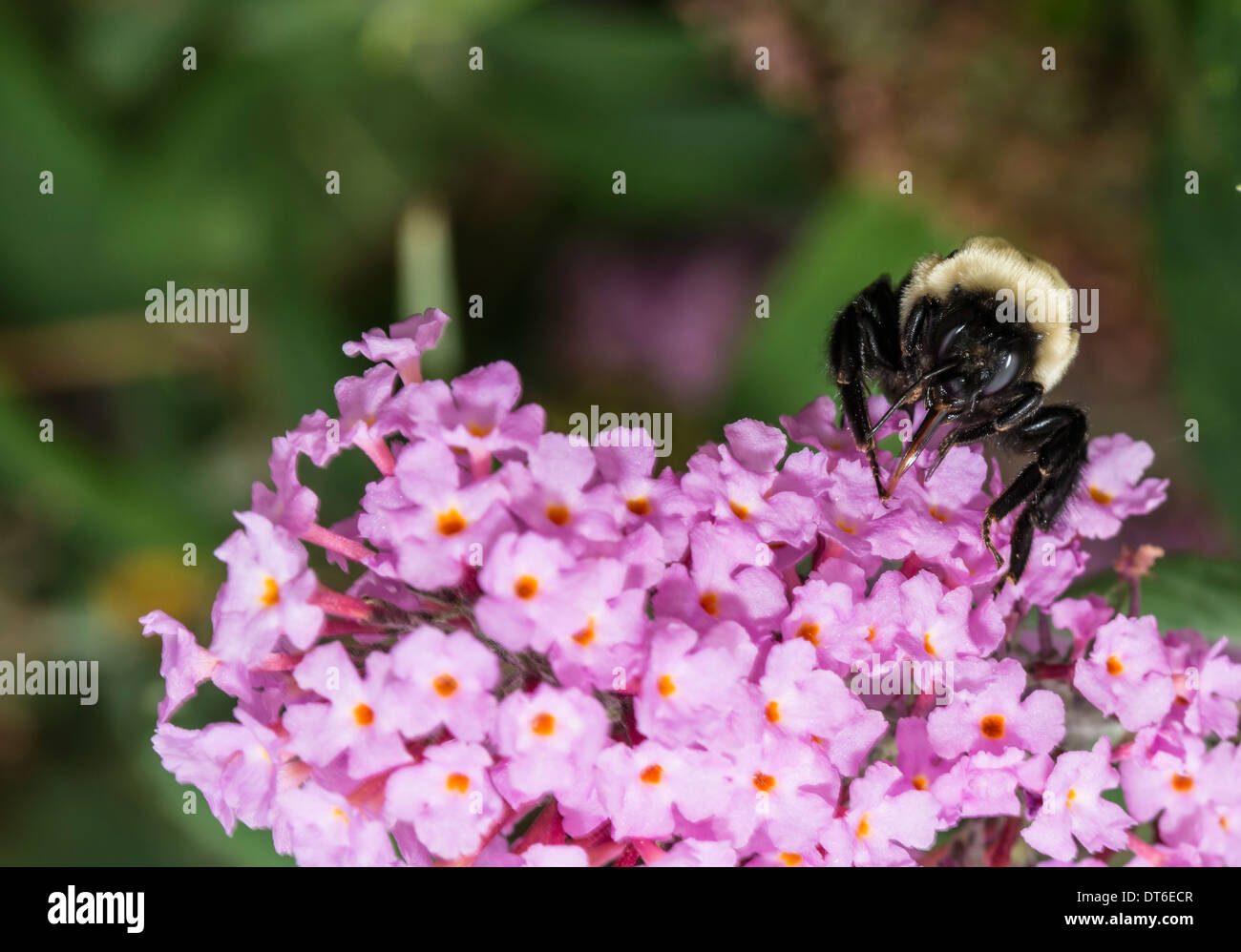 bumblebee is any member of the bee genus Bombus, in the family Apidae ...