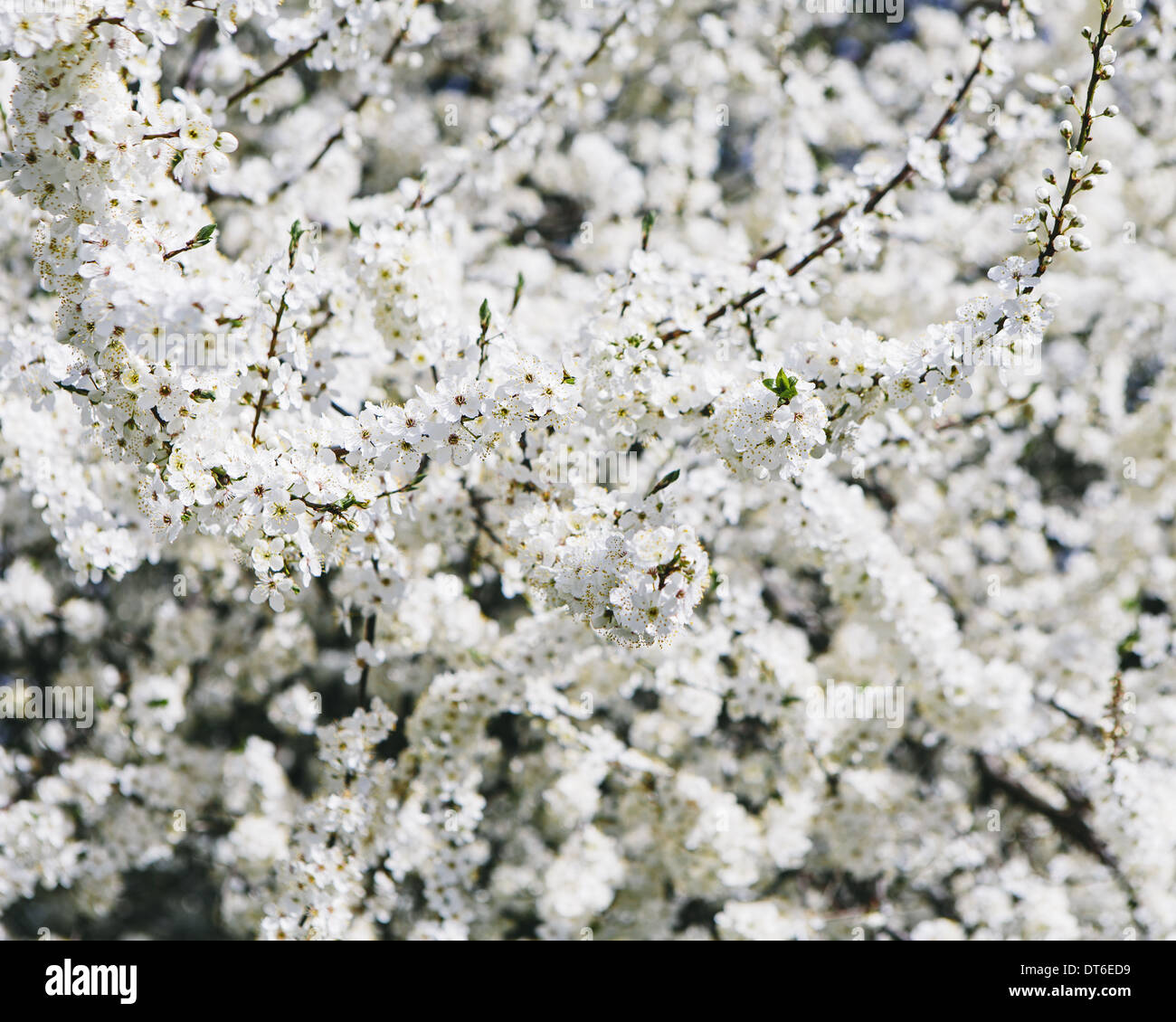 Ornamental cherry trees hi-res stock photography and images - Alamy