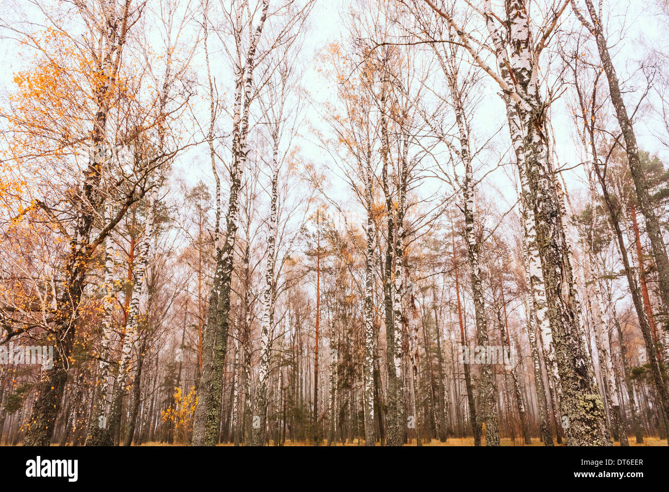 Grove Of Birch Trees And In Autumn. Russian Nature Background Stock ...