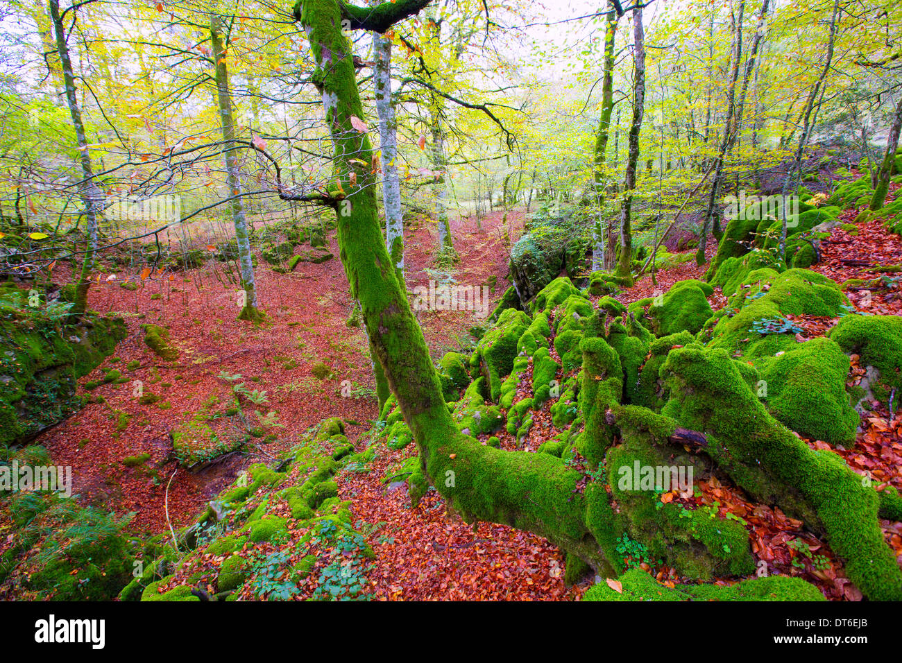 Selva irati spain hi-res stock photography and images - Alamy
