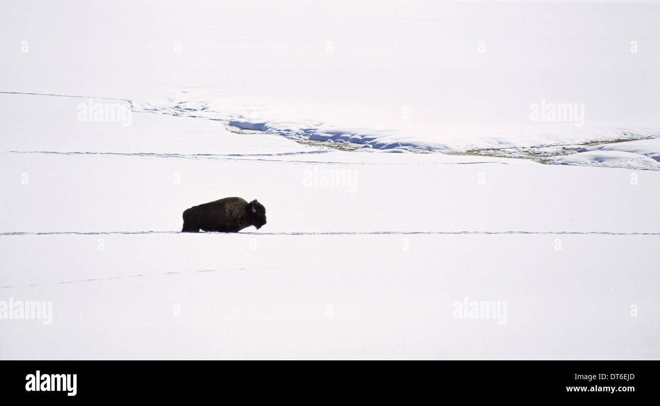 A bison in the snow. The American bison, the American buffalo. A single ...