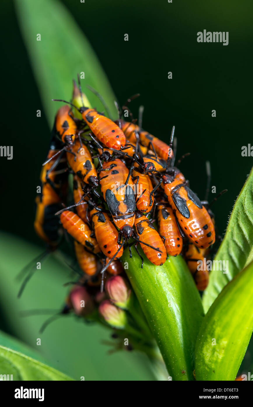 Milkweed bug hi-res stock photography and images - Alamy